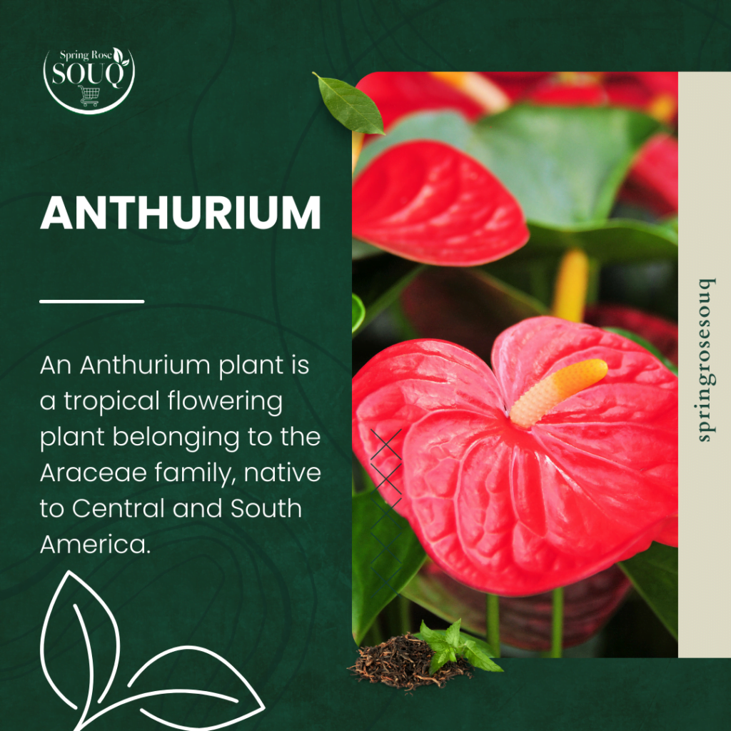 Anthurium Indoor Plant Dubai Spring Rose Souq anthurium-indoor-plant-dubai-spring-rose-souq