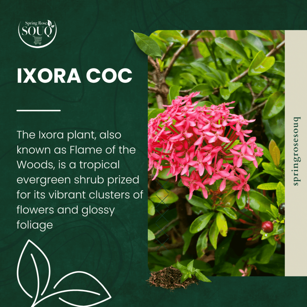 Ixora Coc Outdoor Plant | Spring Rose Souq