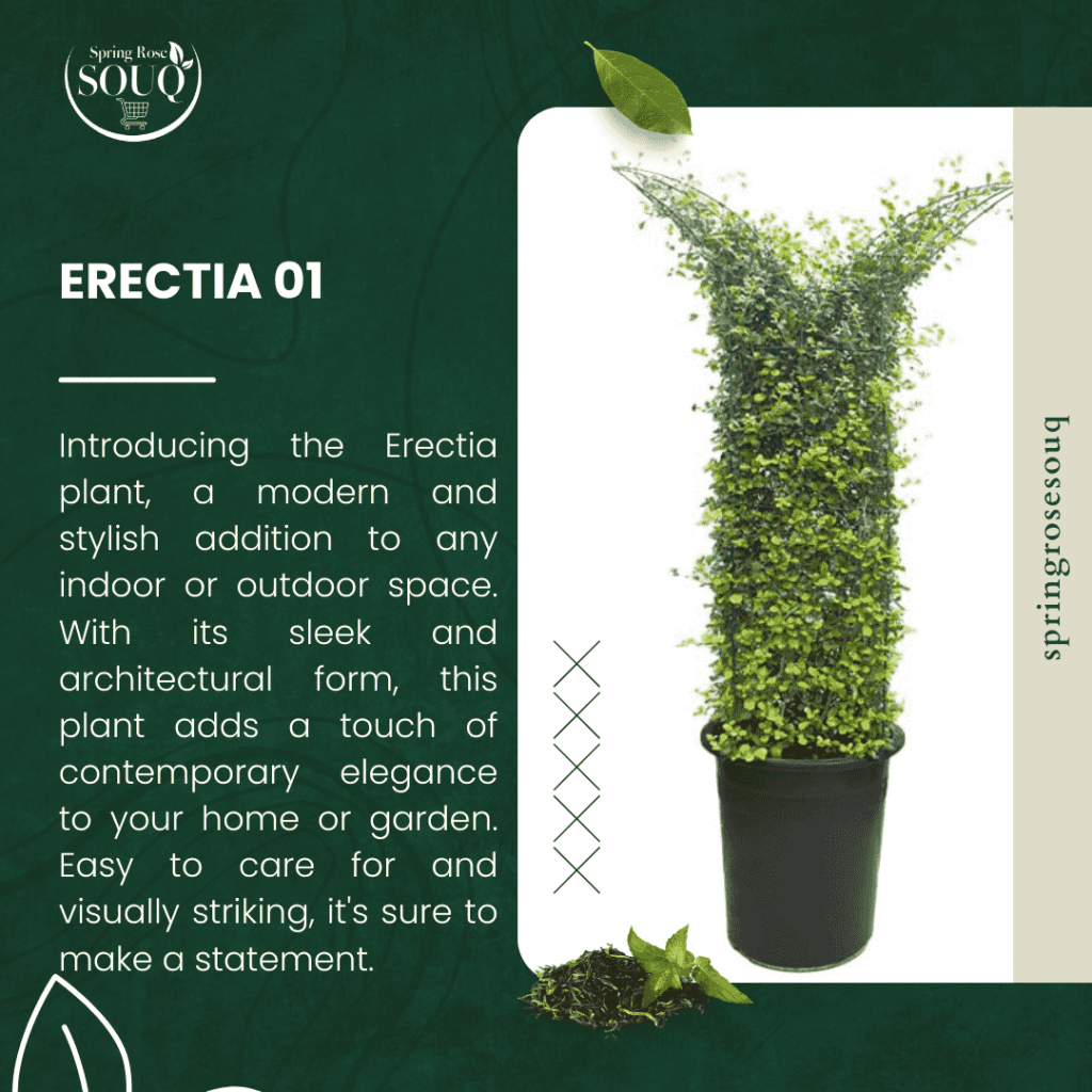 Erectia outdoor plant Dubai | Spring Rose Souq | order now!