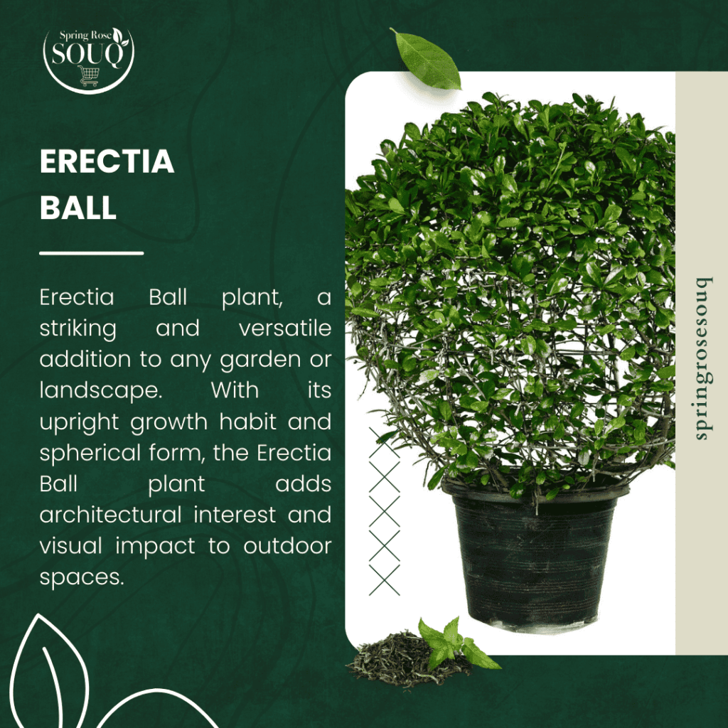 Erectia Ball Outdoor Plant | Spring Rose Souq