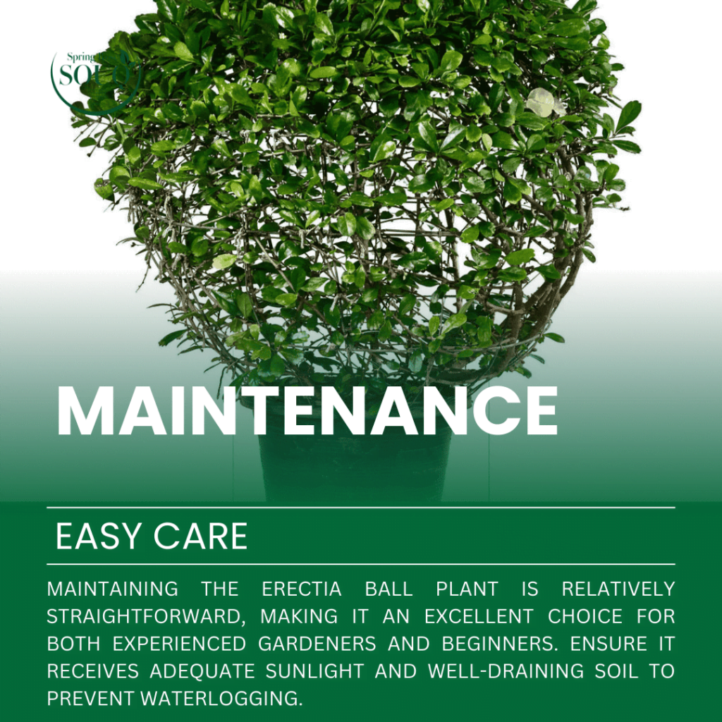 Erectia Ball Outdoor Plant | Spring Rose Souq