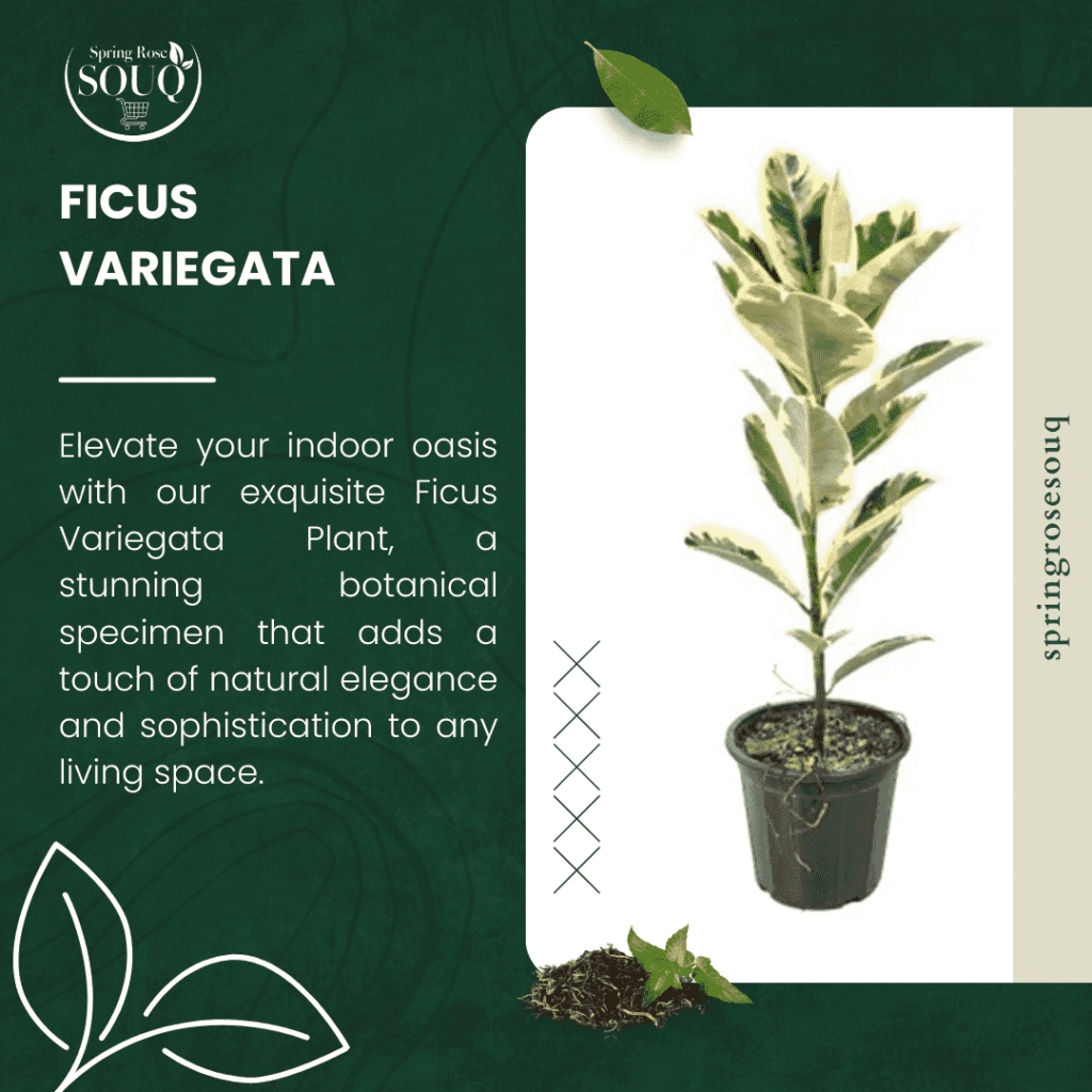 Ficus Variegata Indoor Plant | Spring Rose Souq