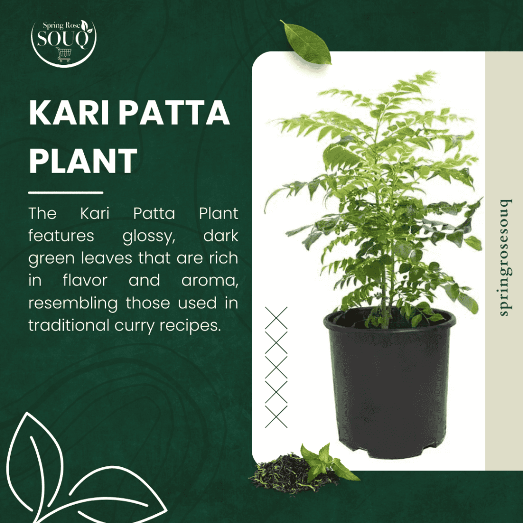 Kari Patta Outdoor Plant | Spring Rose souq