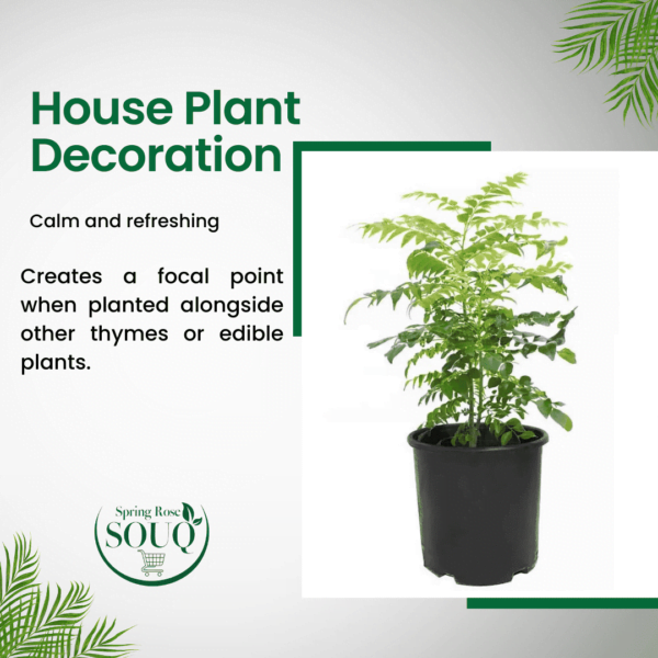 Kari Patta Outdoor Plant | Spring Rose souq