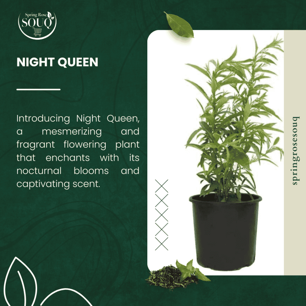 Night Queen Outdoor Plant | Spring Rose Souq