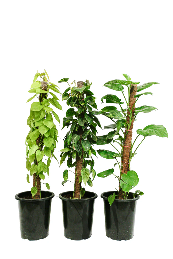 Springrose SouqPhilodendron Plants Combo Of 3 Mostick - Springrose Souq
