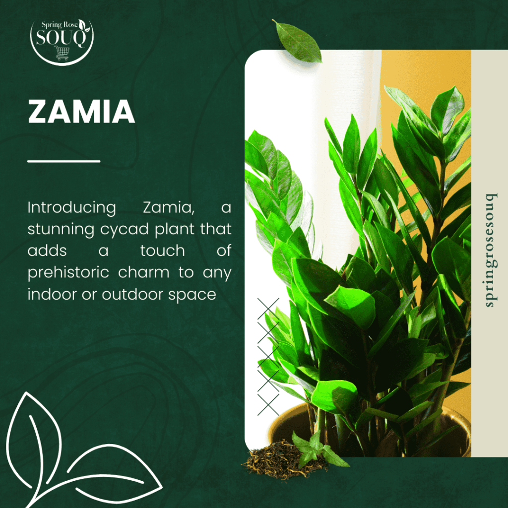 Best Zamia Outdoor Plant | Spring Rose Souq